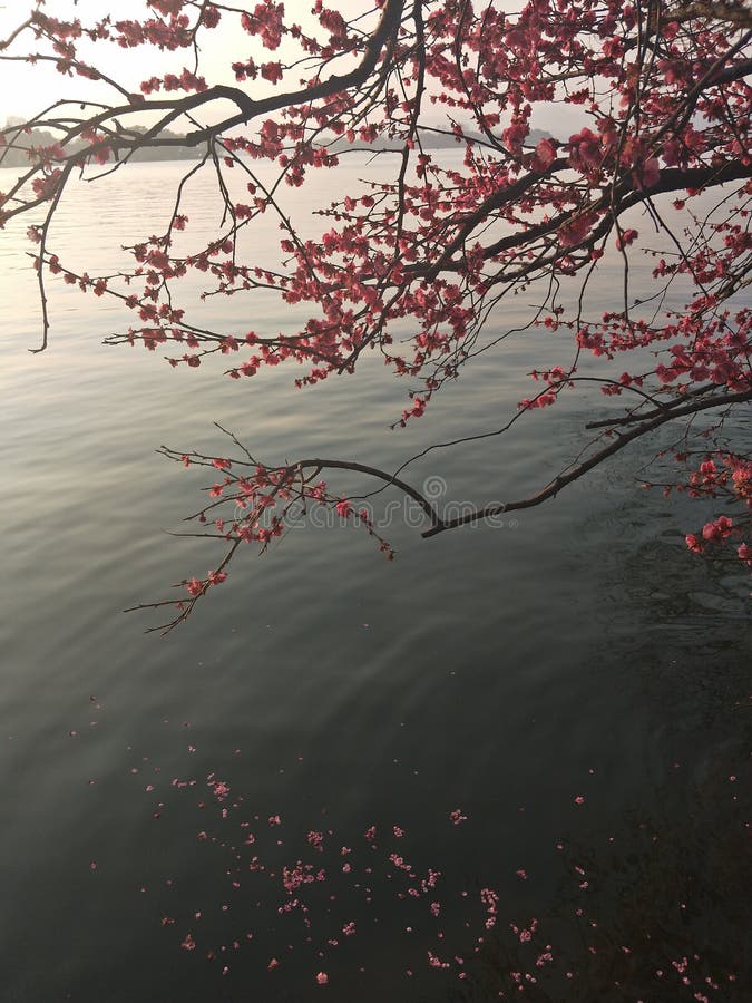 Cherry Blossoms on the Shore Stock Image - Image of flower, nature ...