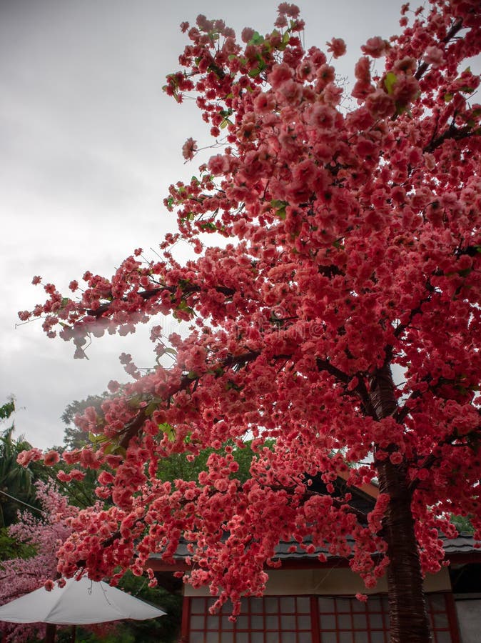 Pink Cherry Tree Made of Synthetic Plastic Stock Image - Image of ...