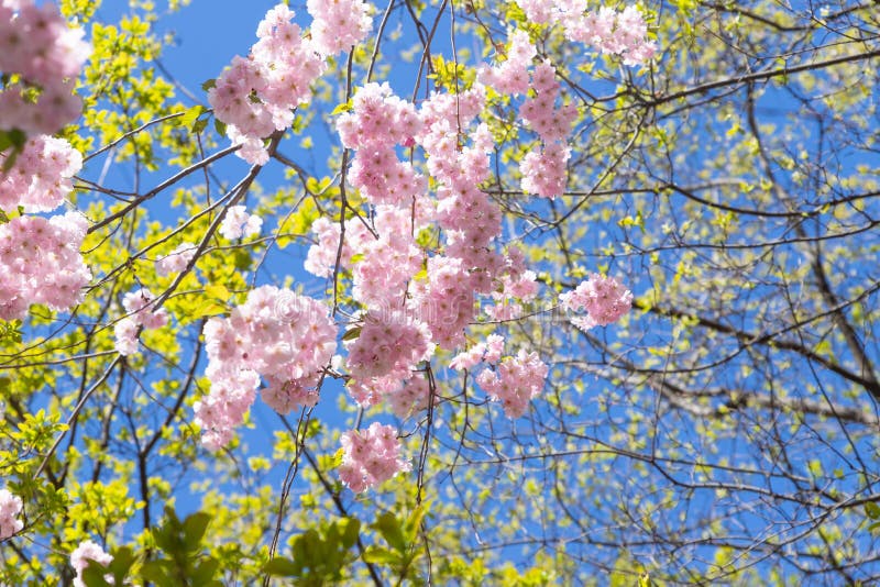 Pink Cherry Tree Sakura Flowers and Light Green Leaves on Blue Sky ...
