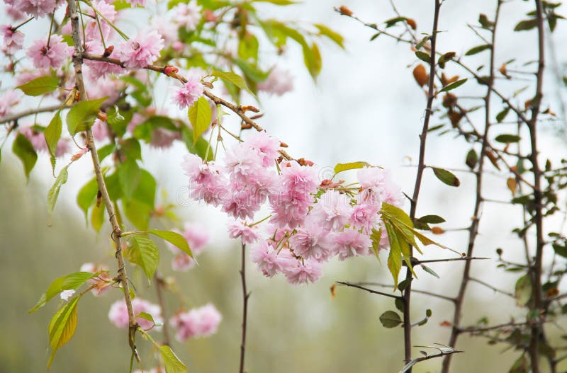 Pink cherry tree stock image. Image of botany, blooming - 91098315