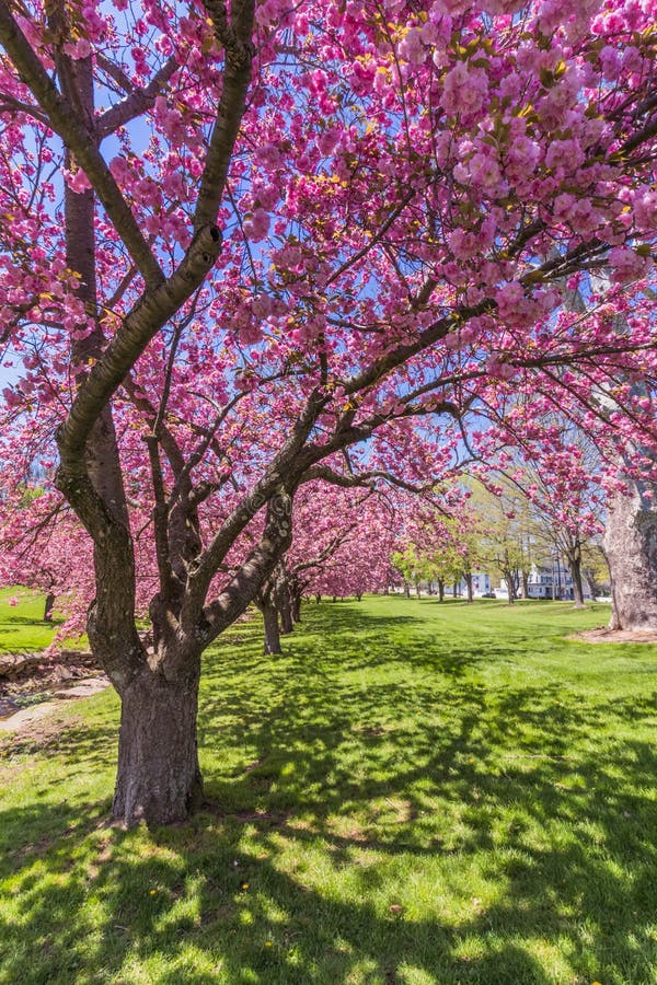 Pink Cherry Trees in Springtime Stock Photo - Image of branch, full ...