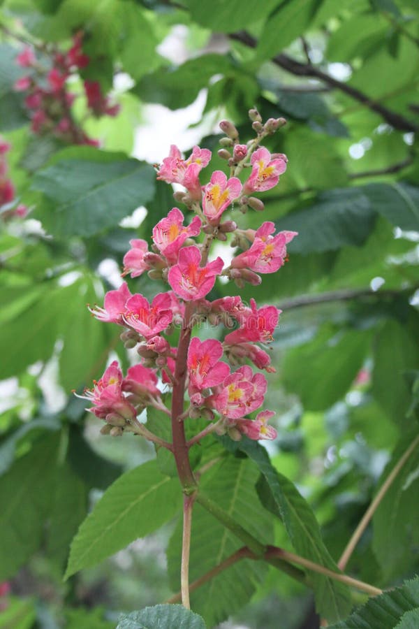 Pink Chestnut Bloom Closeup Stock Photo - Image of plant, closeup: 91678162