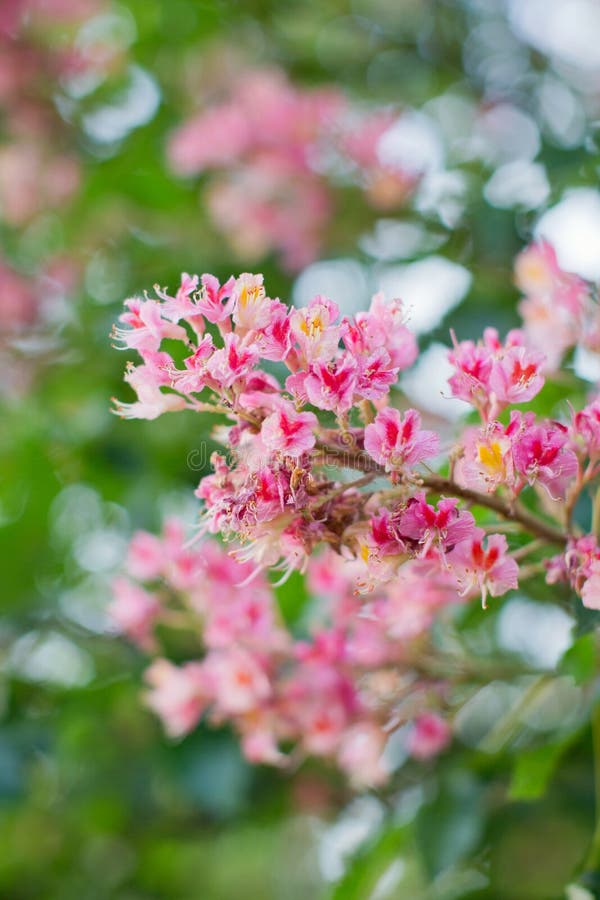 Pink chestnut stock image. Image of plant, green, garden - 99158851