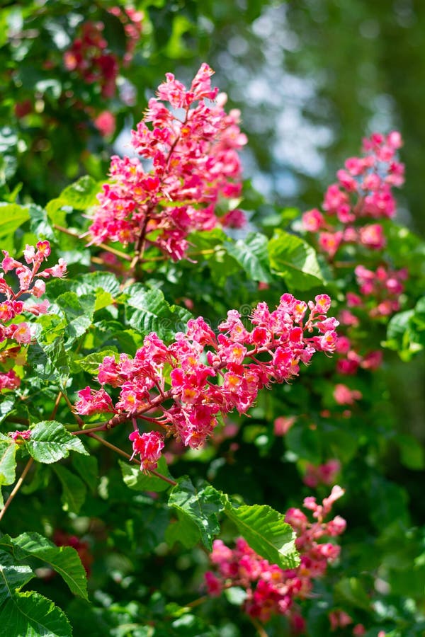 Pink chestnut stock image. Image of plant, green, garden - 99158851