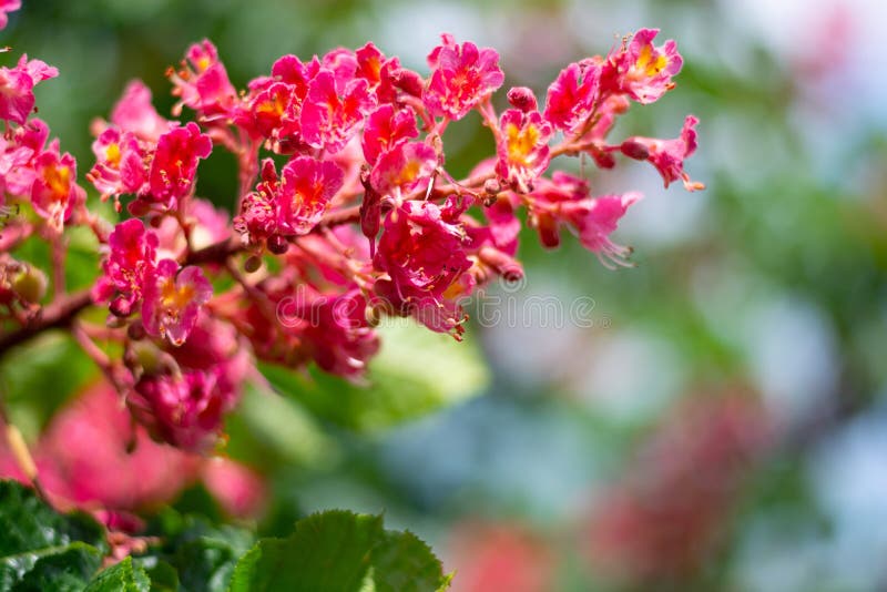 Pink chestnut stock image. Image of plant, green, garden - 99158851
