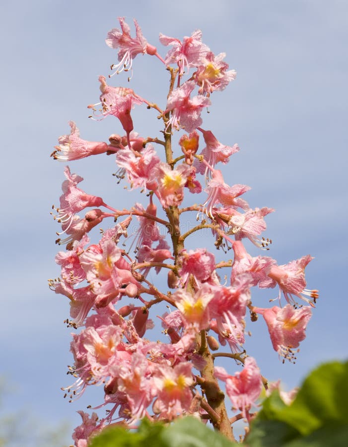 Pink chestnut flower stock photo. Image of flower, botanic - 98162366