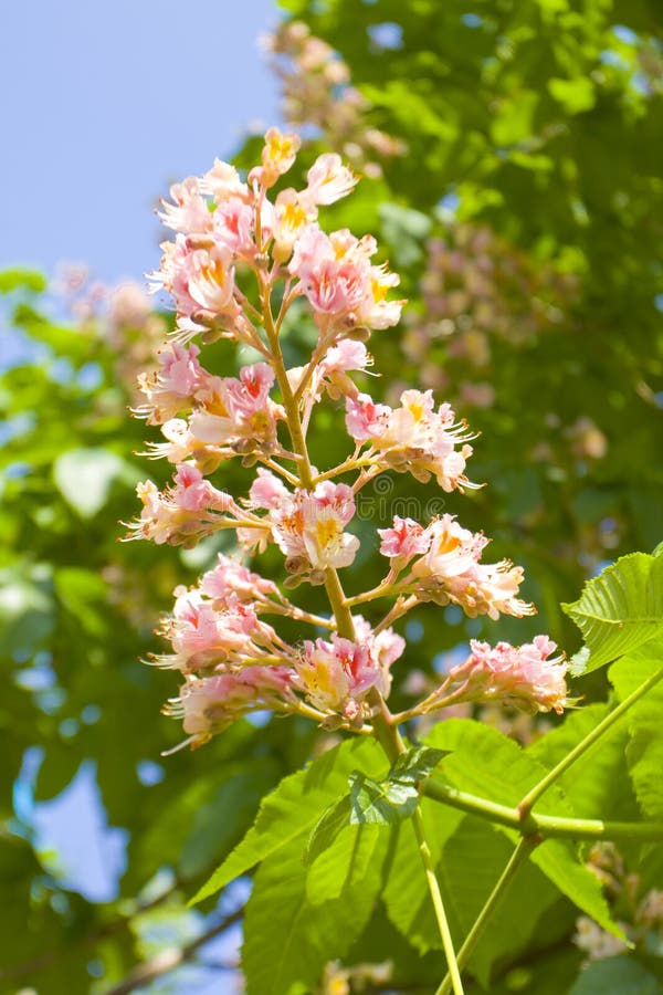Pink chestnut tree flowers stock image. Image of plant - 42197131