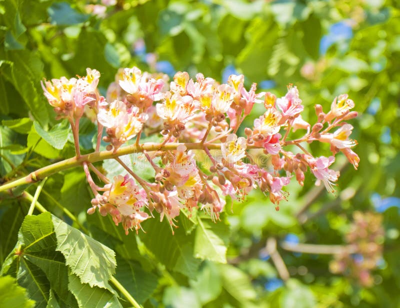 Pink chestnut stock image. Image of plant, green, garden - 99158851