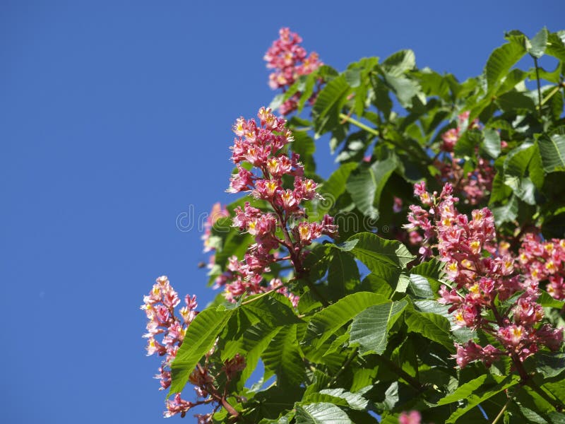 Pink chestnut stock photo. Image of petal, flowers, plant - 99158844