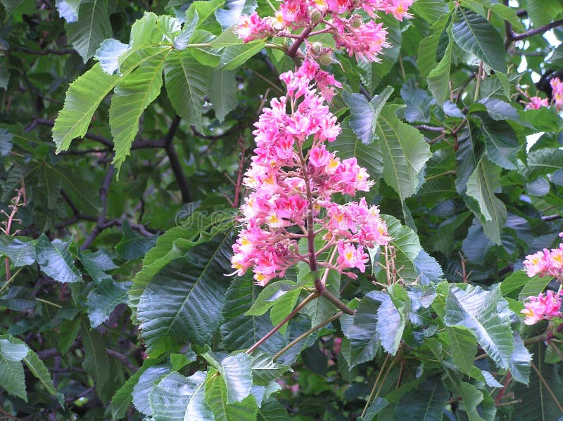 Pink chestnut stock photo. Image of petal, flowers, plant - 99158844
