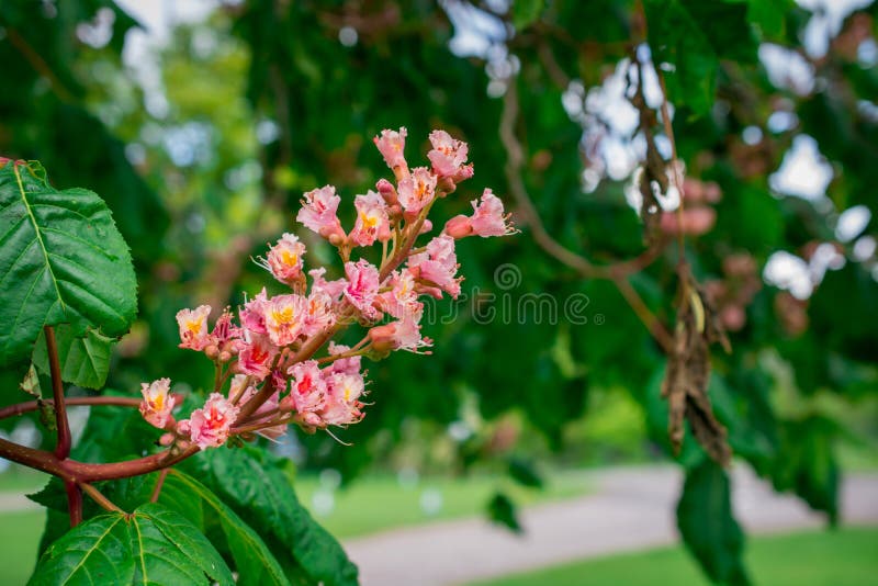Pink Chestnut Tree, Aesculus Ã— Carnea, or Red Horse-chestnut Stock ...