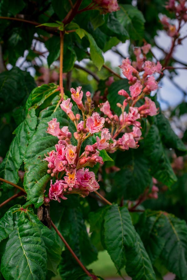 Pink Chestnut Tree, Aesculus Ã— Carnea, or Red Horse-chestnut Stock ...