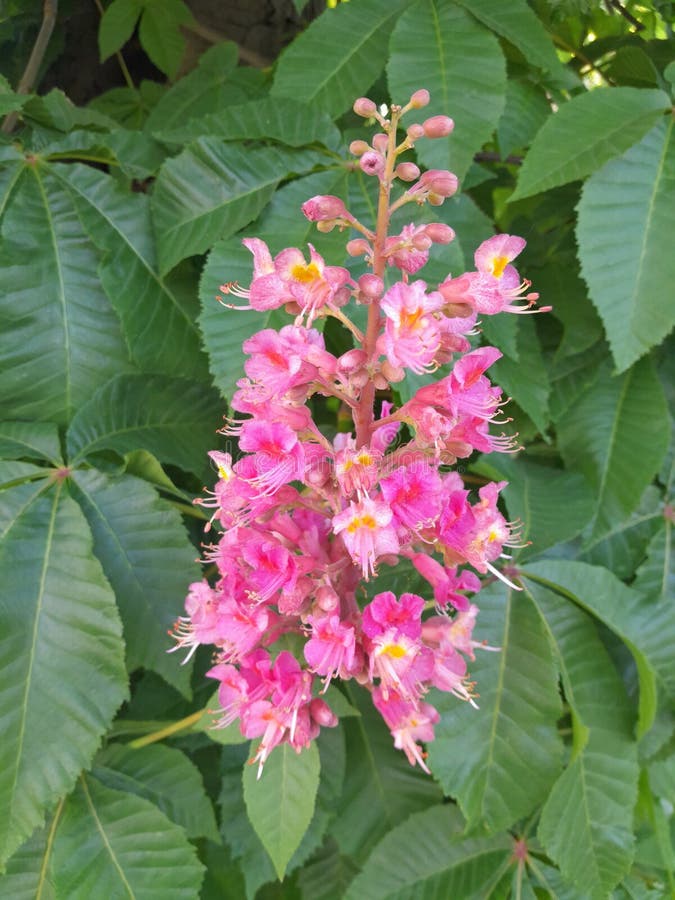 Pink chestnut stock image. Image of plant, green, garden - 99158851