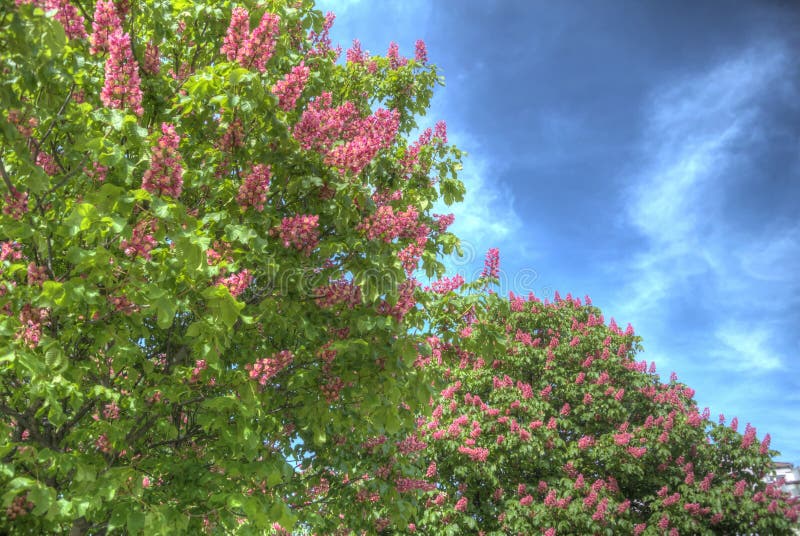 Pink chestnut stock image. Image of nature, tree, garden - 97736093
