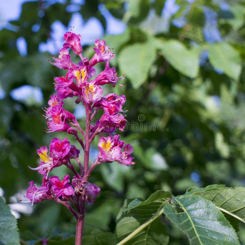 Pink Chestnut Tree Blossoms. Stock Image - Image of botanical, chestnut ...