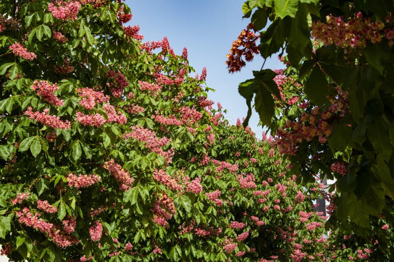 Pink Chestnut Trees in Bloom Stock Image - Image of spring, blue: 148559489