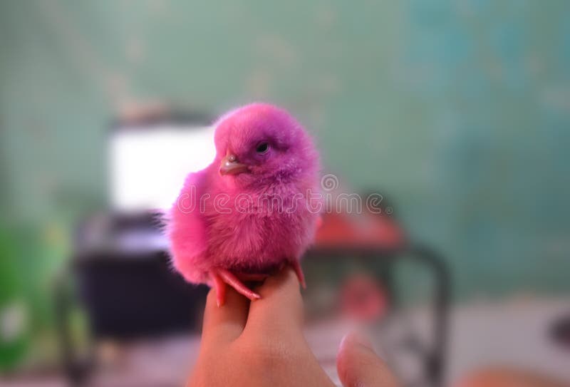 A Pink Chick stock image. Image of chick, cute, dyed - 70884647