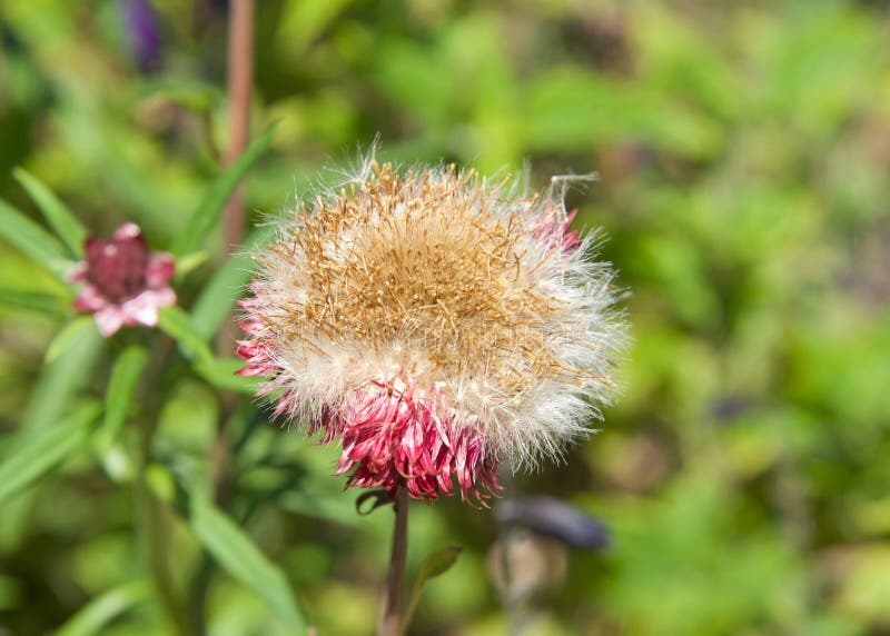 Flower Exploding into Particles Stock Image - Image of powder ...