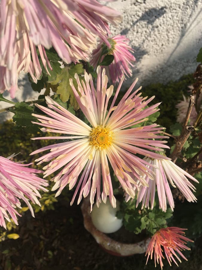 Pink china aster flower stock image. Image of flower - 209693851