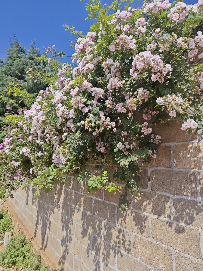 The Pink China Miniature Rose Tree by the Wall. Stock Photo - Image of ...