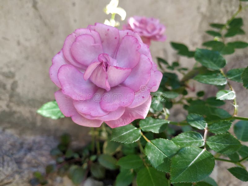 Pink China Roses with Green Leaves Stock Photo - Image of rosessunshine ...