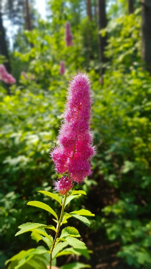 120 Astrolabe Nature Stock Photos - Free & Royalty-Free Stock Photos ...