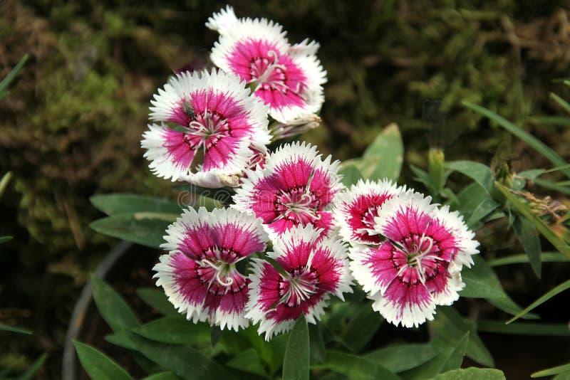 Chinese Carnation Flowers in a Garden Stock Image - Image of chinese ...