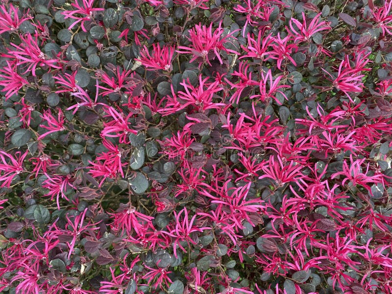 Pink Chinese Fringe Flowers Stock Image - Image of textures, coloured ...