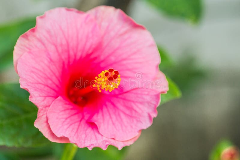 Pink chinese rose stock image. Image of hibiscus, focus - 64966921