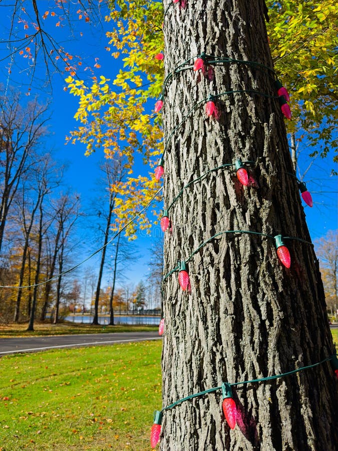 Pink Christmas Lights Around a Tree in Autumn Stock Photo - Image of ...