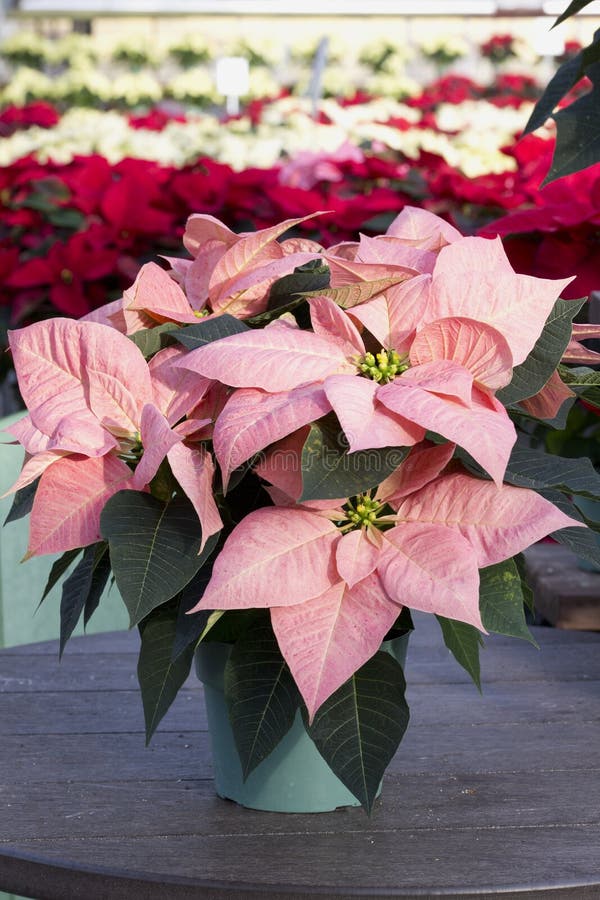 Pink Christmas Poinsettia in Pot Stock Image - Image of tradition ...