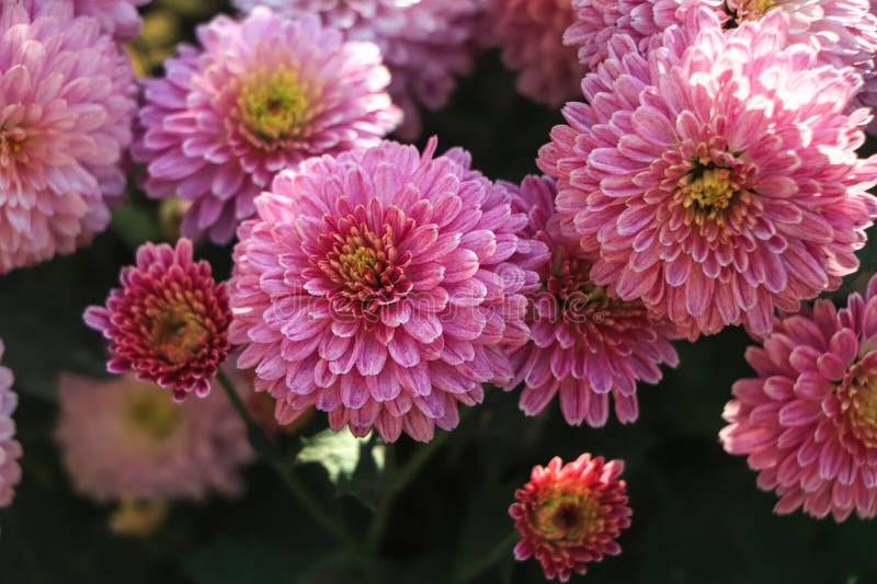 Pink Chrysanthemum Also Known As Flower of November Stock Image - Image ...