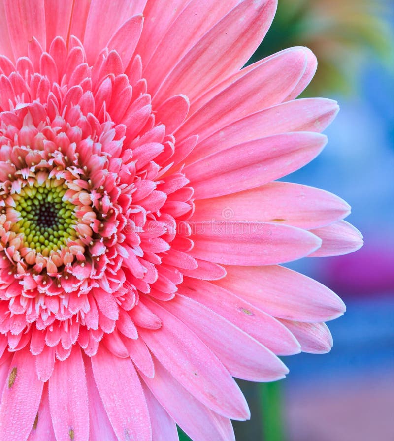 Pink Chrysanthemum stock image. Image of beautiful, border - 32540677