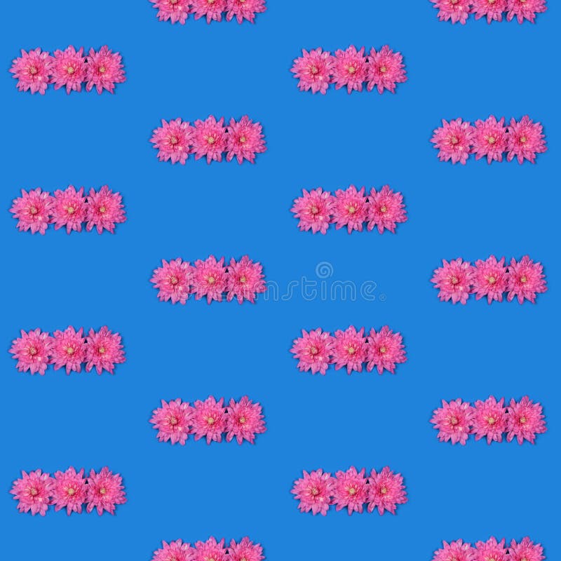 Pink Chrysanthemum Flower (Chrysanthemum Indicum) Isolated on Blue ...
