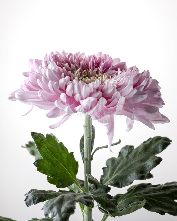 Pink Chrysanthemum Flower Portrait - Flower in Full Bloom Stock Image ...