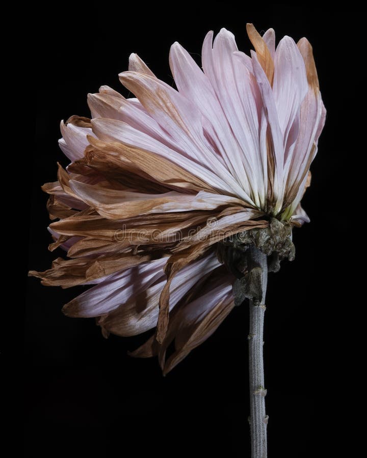 Pink Chrysanthemum Flower Portrait - Withered and Wilted Flower Stock ...