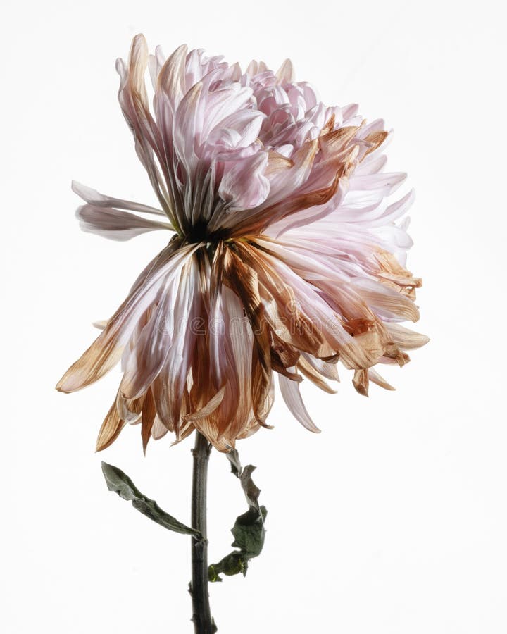 Pink Chrysanthemum Flower Portrait - Withered and Wilted Flower Stock ...