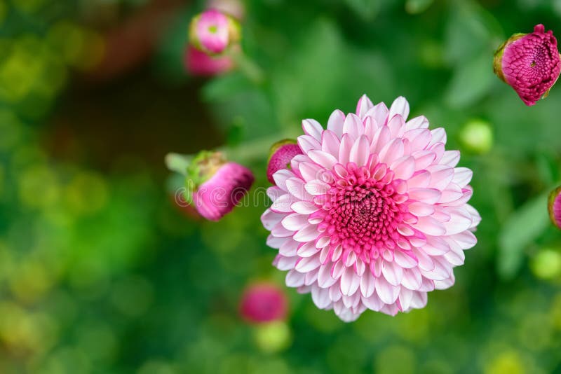 Pink Chrysanthemum Flowers at Horizontal Composition Stock Photo ...