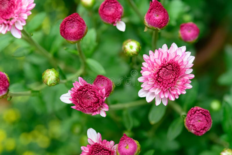 Pink Chrysanthemum Flowers Horizontal Composition Stock Image - Image ...