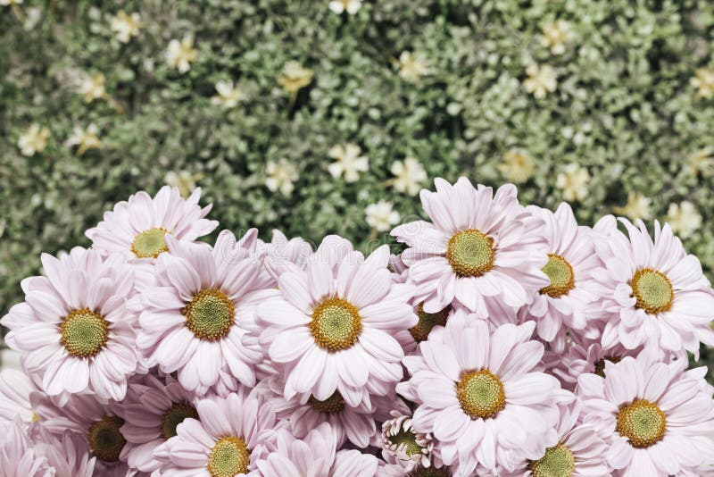 Pink Chrysanthemum in the Garden with Flare with Color Effect ...