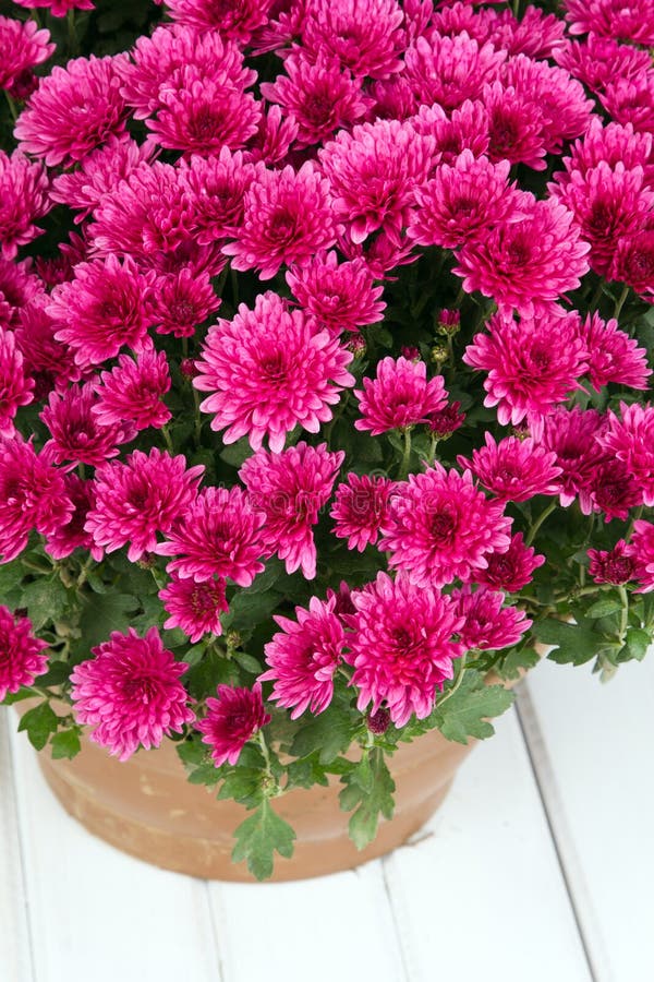Pink chrysanthemums stock photo. Image of abstract, floral - 22588000
