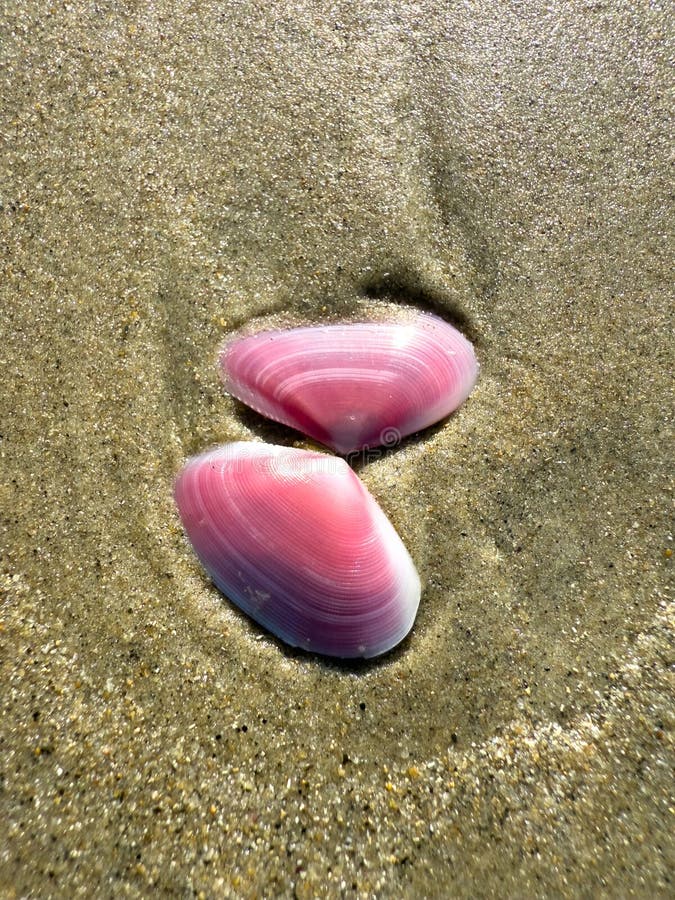 Pink on the Sand of the Beach Stock Image - Image of color, view: 382536593