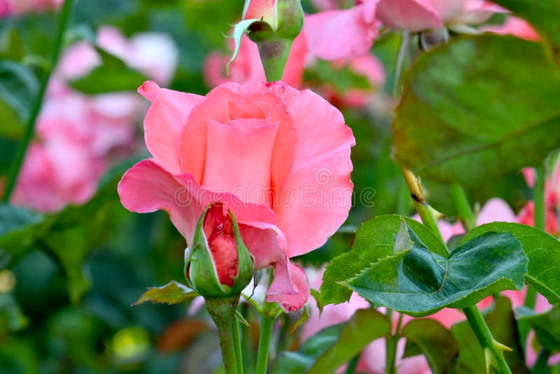 Classy Rose and Rose bud stock image. Image of tight - 73295805