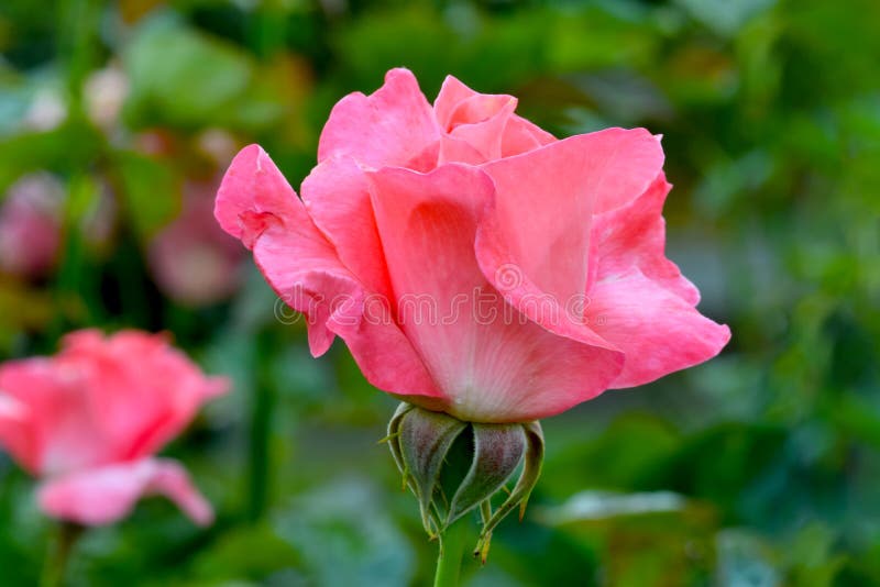 Classy Rose and Rose bud stock image. Image of tight - 73295805