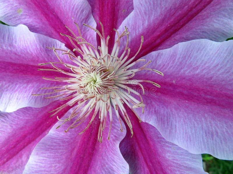Pink Clematis Flower in the Garden in Spring Stock Photo - Image of ...