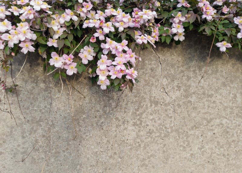 Pink Clematis Flowers on Concrete Wall with Copy Space Stock Image ...