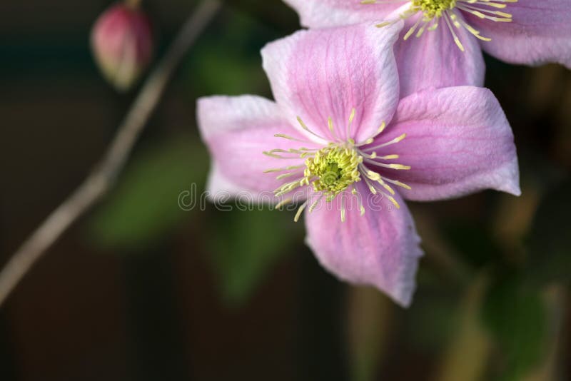 Clematis flowers in spring stock photo. Image of growth - 191328068