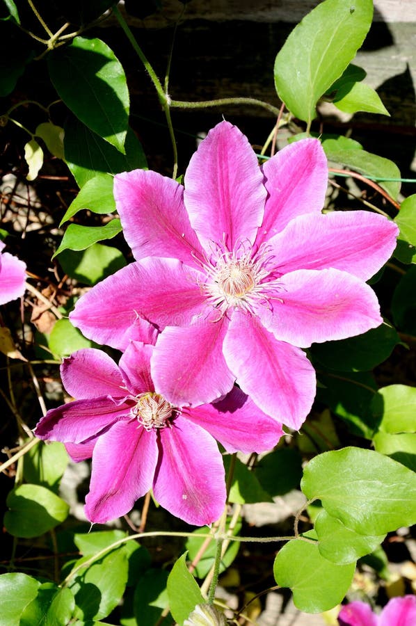 Pink clematis flowers stock image. Image of growing, flowers - 41175609