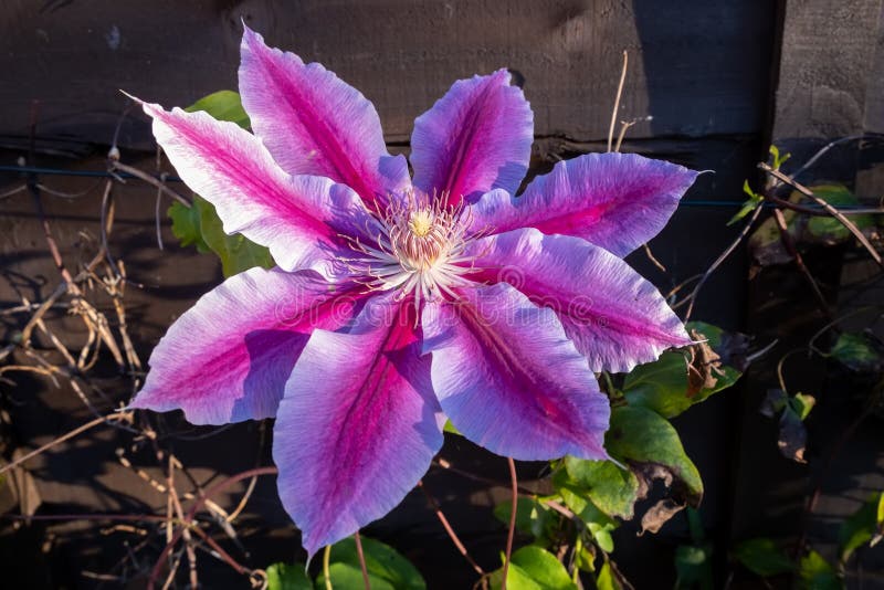 Clematis Multi Pink Stock Photos - Free & Royalty-Free Stock Photos ...