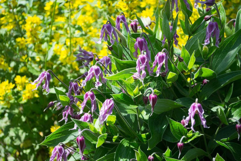 Pink clematis integrifolia stock image. Image of floral - 123408795